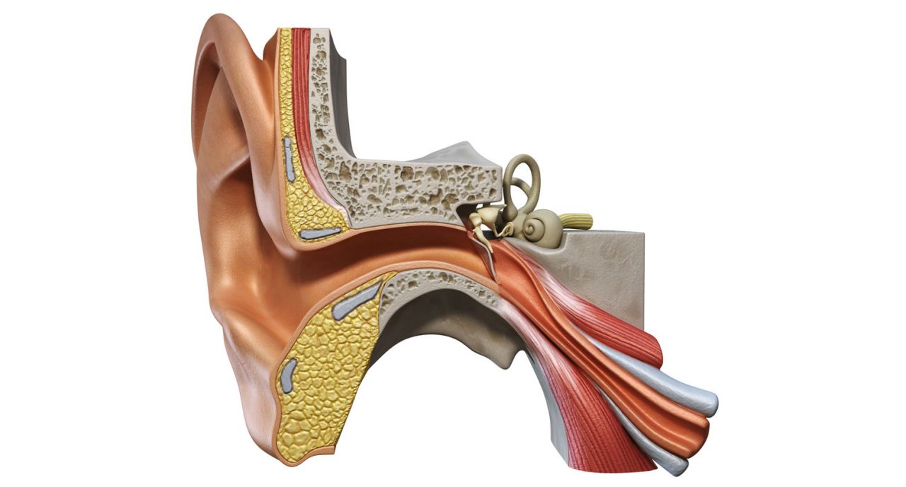 Das Ohr – ein intelligentes System | Franke – Gutes Hören und Sehen
